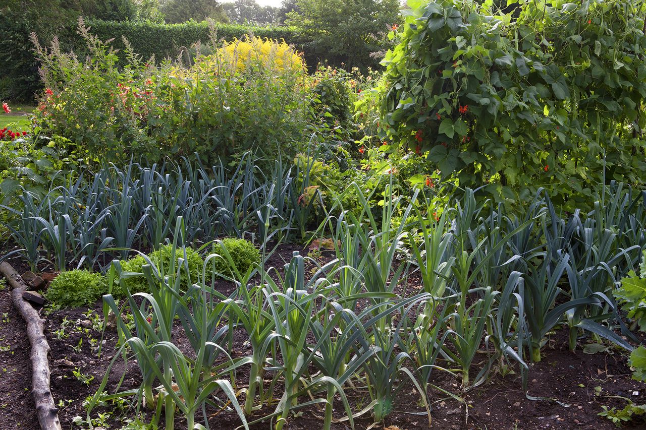 Planning a kitchen garden: from layouts to picking the best crops | Country