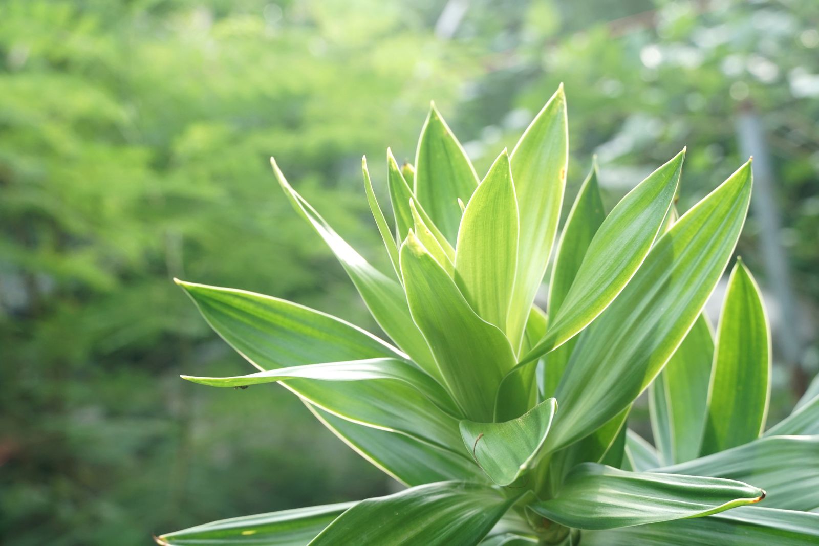 How to Save a Dying Corn Plant — 5 Common Problems | Livingetc