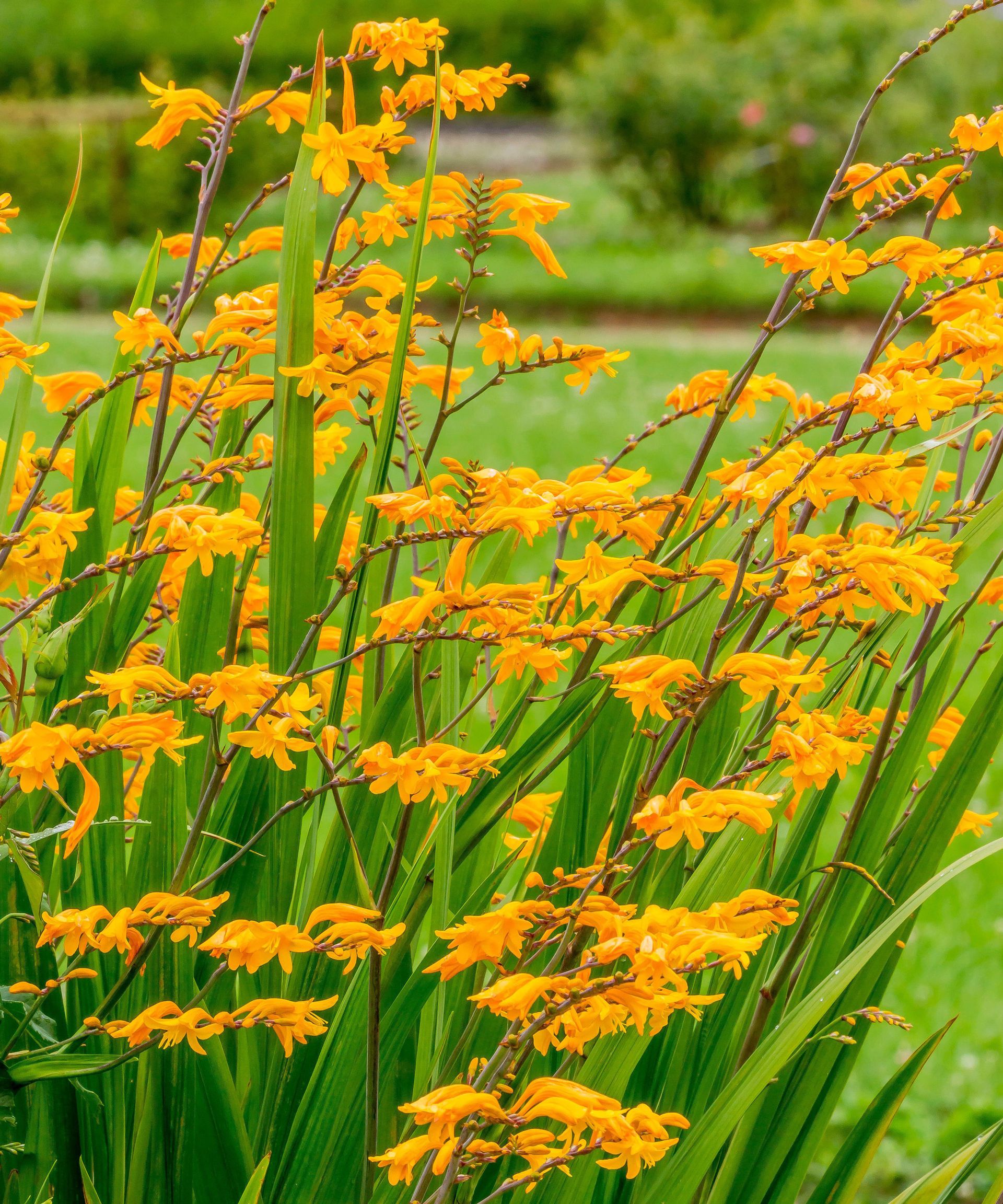 Crocosmia varieties: 16 gorgeous types of montbretia to try | Gardeningetc