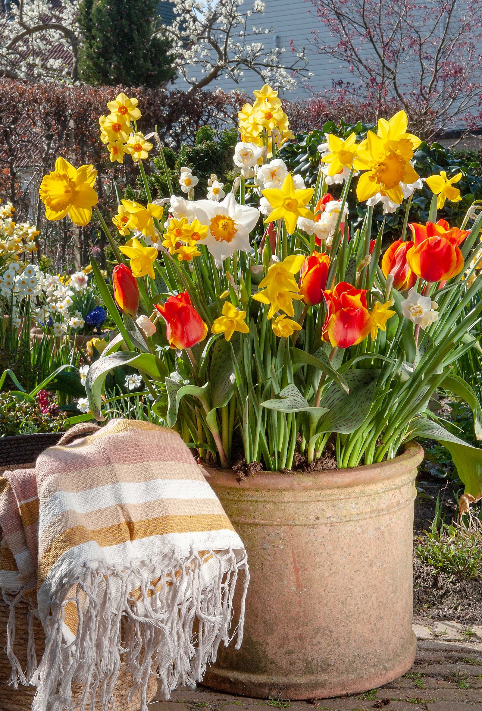 Spring garden jobs: 20 simple tasks to get your plot summer-ready ...