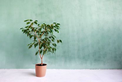 Fruit Trees in Pots — 10 Picks That Thrive in Containers | Livingetc