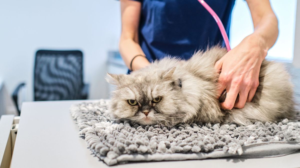 20 things vets wish every pet owner knew | PetsRadar
