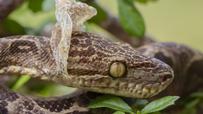 Watch a python swallow an impala whole in this jaw-dropping video ...