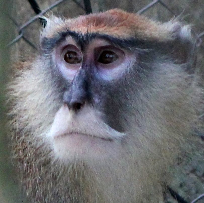 Photos: Adorable and Amazing Guenon Monkey Faces | Live Science