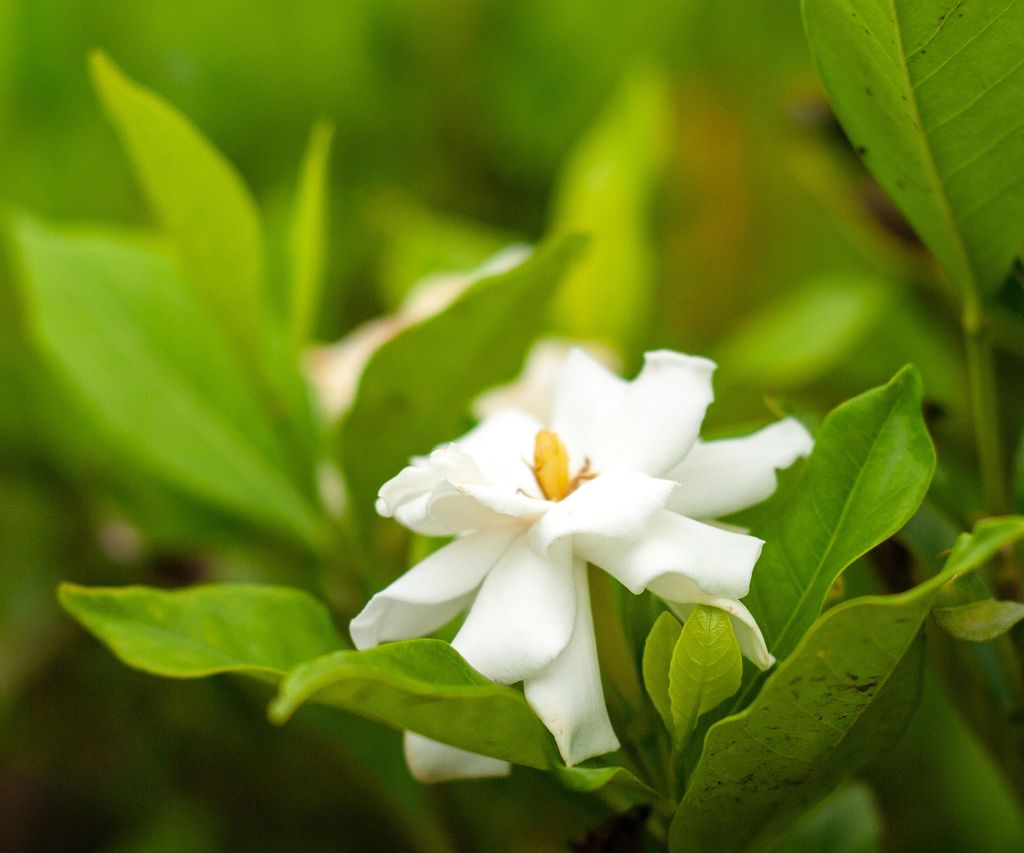 How to deadhead gardenias for an explosion of flowers and fragrance ...