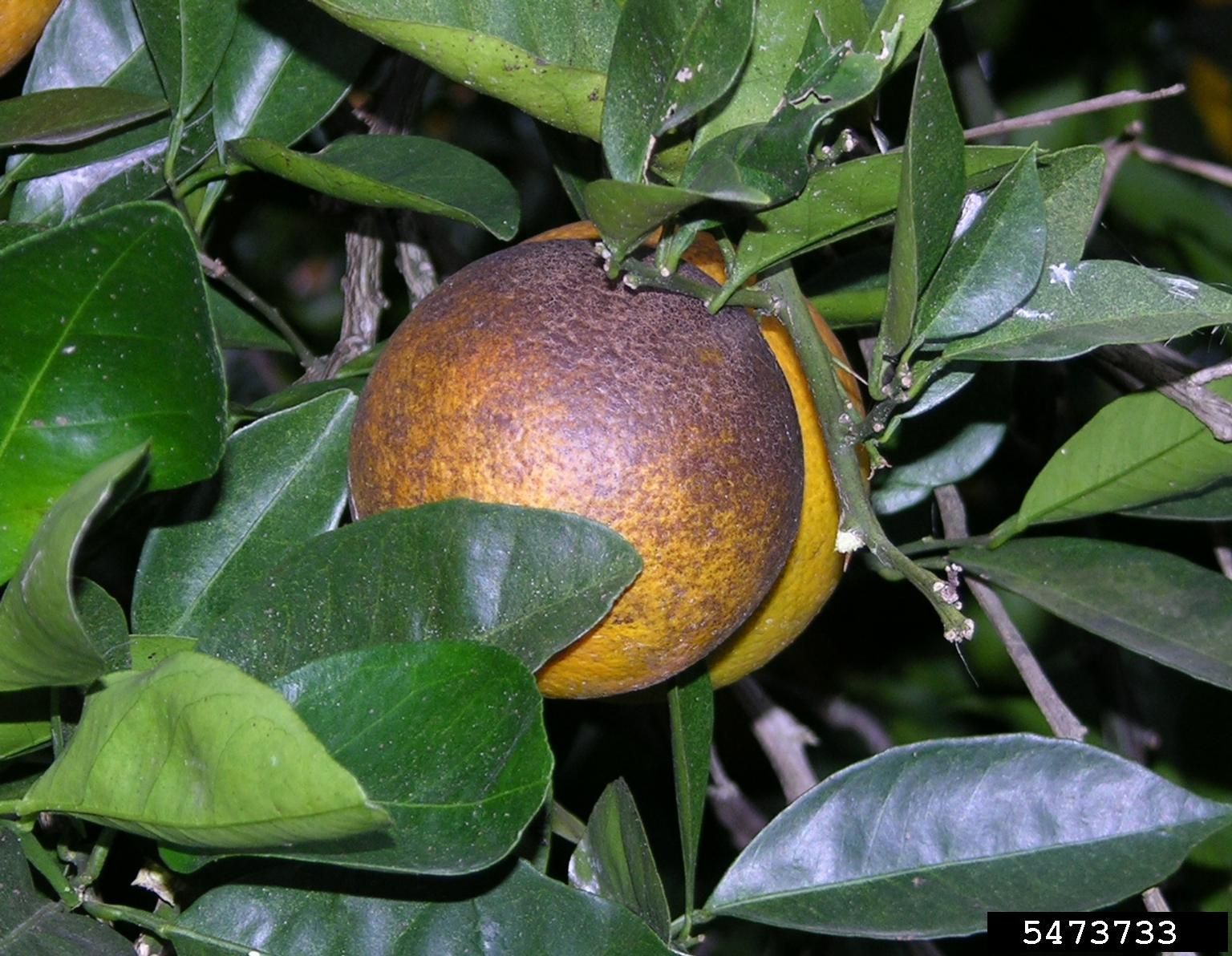Citrus Rust Mite Info – Learn About Managing Citrus Rust Mites ...