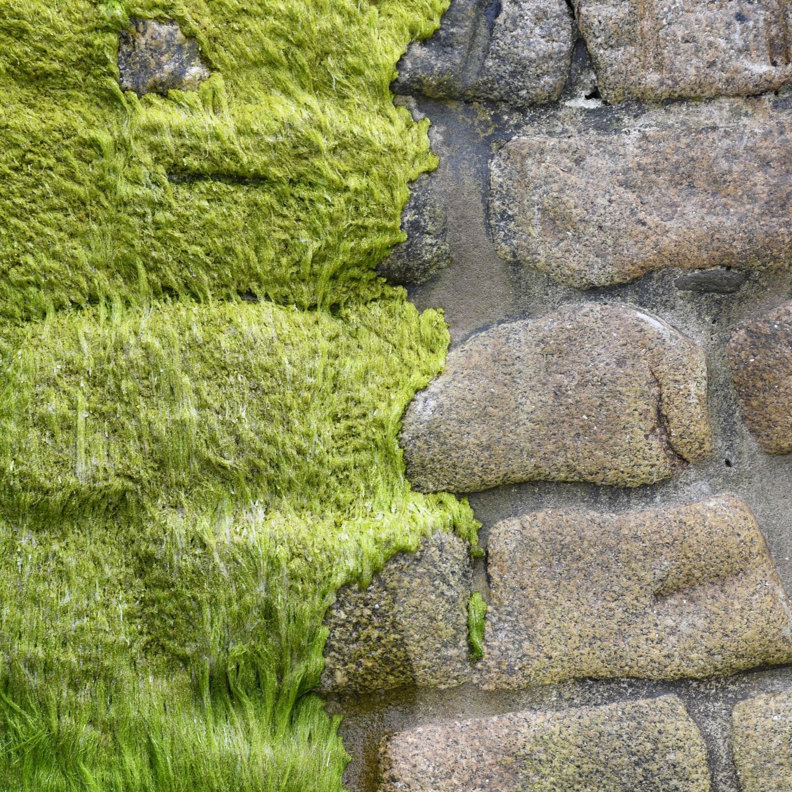 How to remove algae from garden walls in 5 steps | Ideal Home
