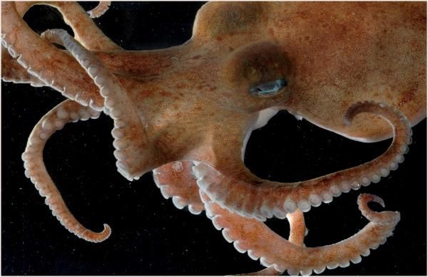 Creatures of the Frozen Deep: Antarctica's Sea Life | Live Science