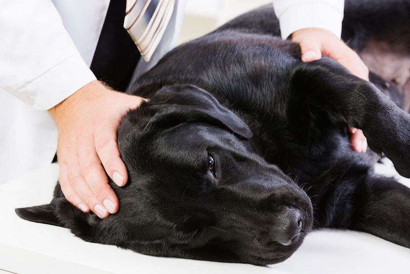 Dog Flu Outbreak: What You Need to Know | Live Science