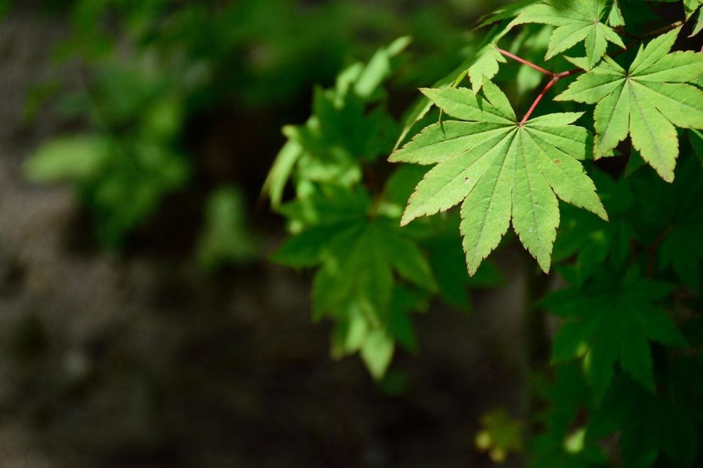 Amur Maple Care - Growing Amur Maple Trees In The Landscape | Gardening ...