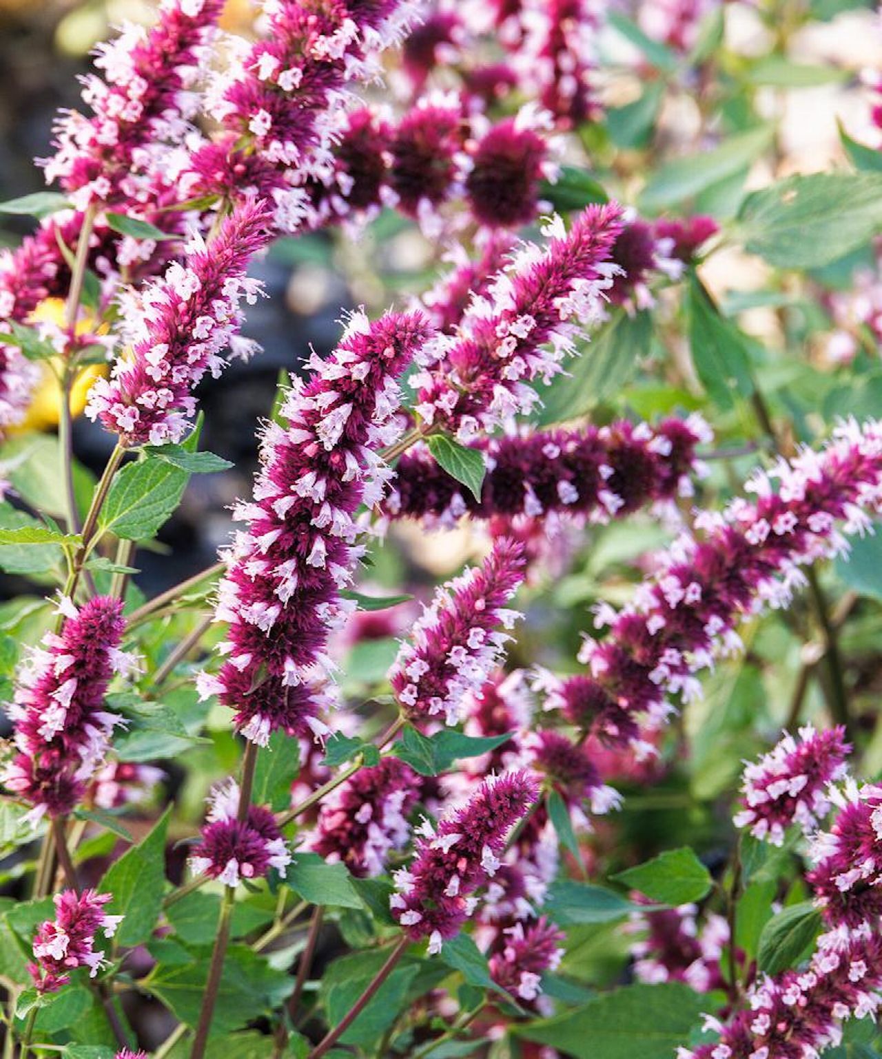 New plant varieties from US plant breeders unveiled | Homes and Gardens