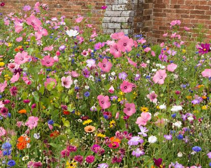 What to plant in March: 10 ideas for brightening your plot | Gardeningetc