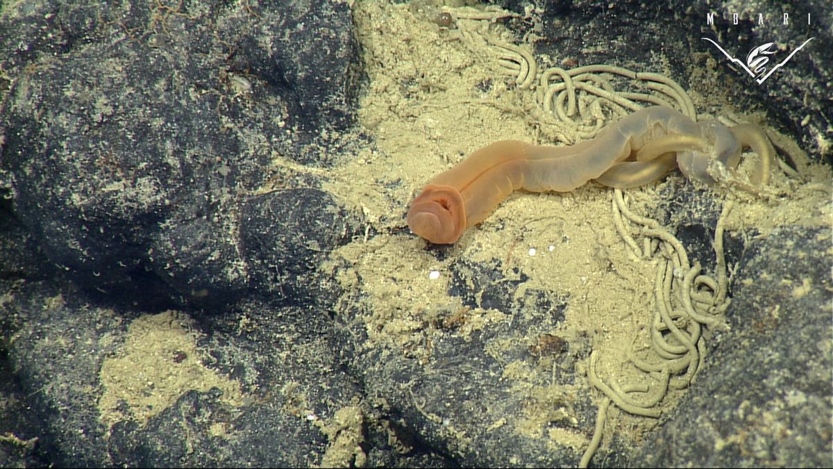 Deep-Sea Creepy-Crawlies: Images of Acorn Worms | Live Science