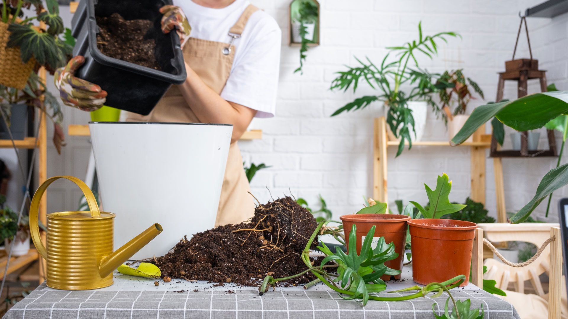 Our Complete Guide To Houseplant Propagation | Gardening Know How