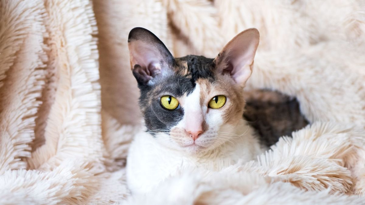 32 interesting facts about Cornish Rex cats | PetsRadar