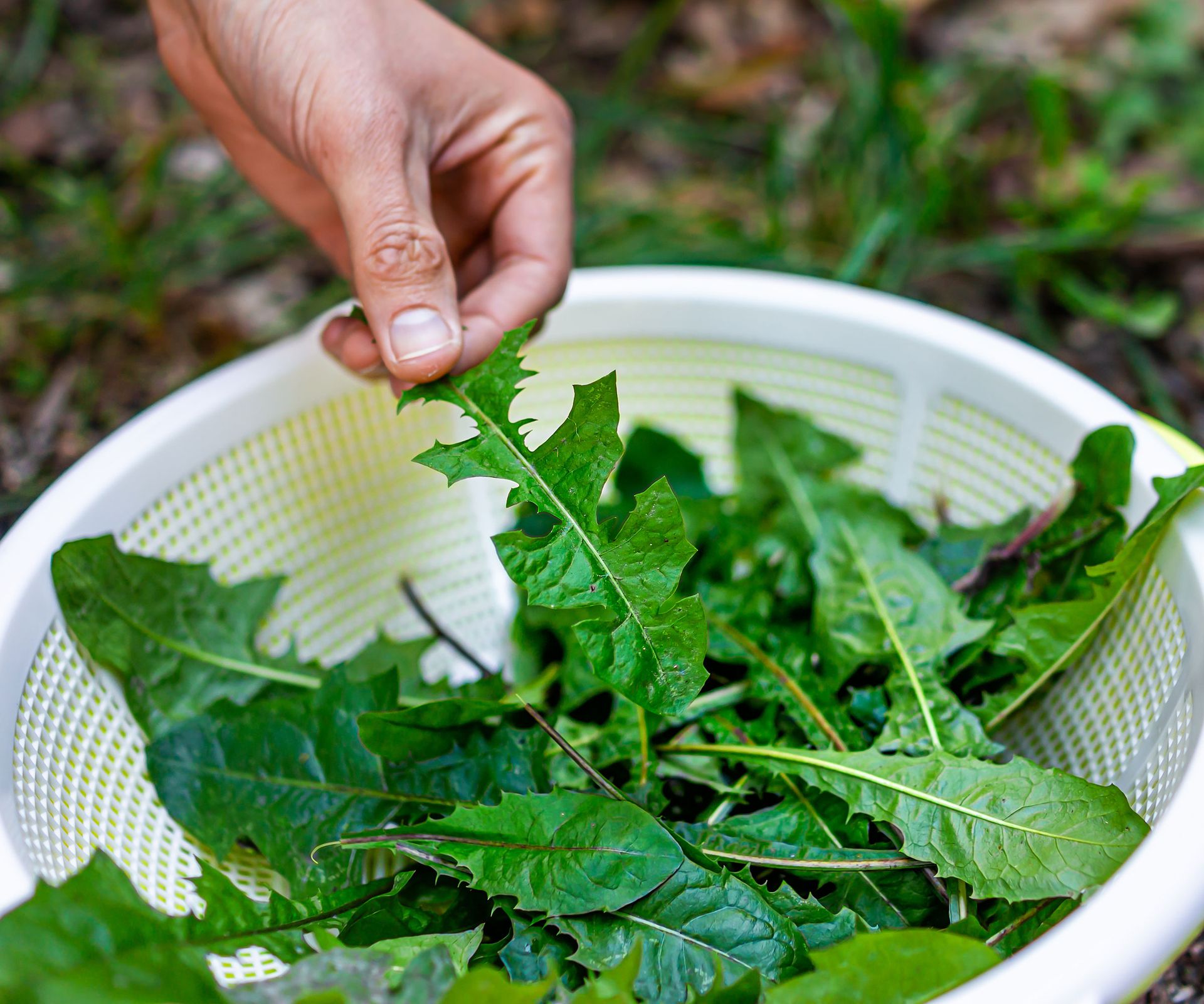 7 Wild Greens To Try For Deliciously Fresh Foraged Salads | Gardening ...