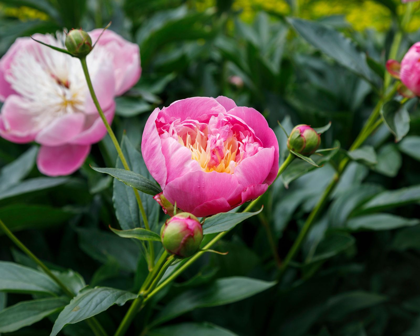 Peonies care - everything you need to know | Livingetc