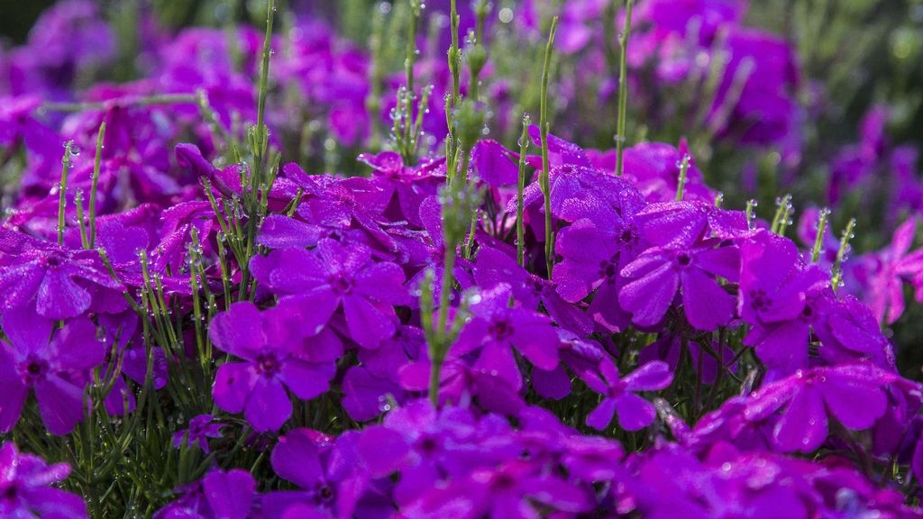 Pink supermoon will light up the night this Monday | Live Science