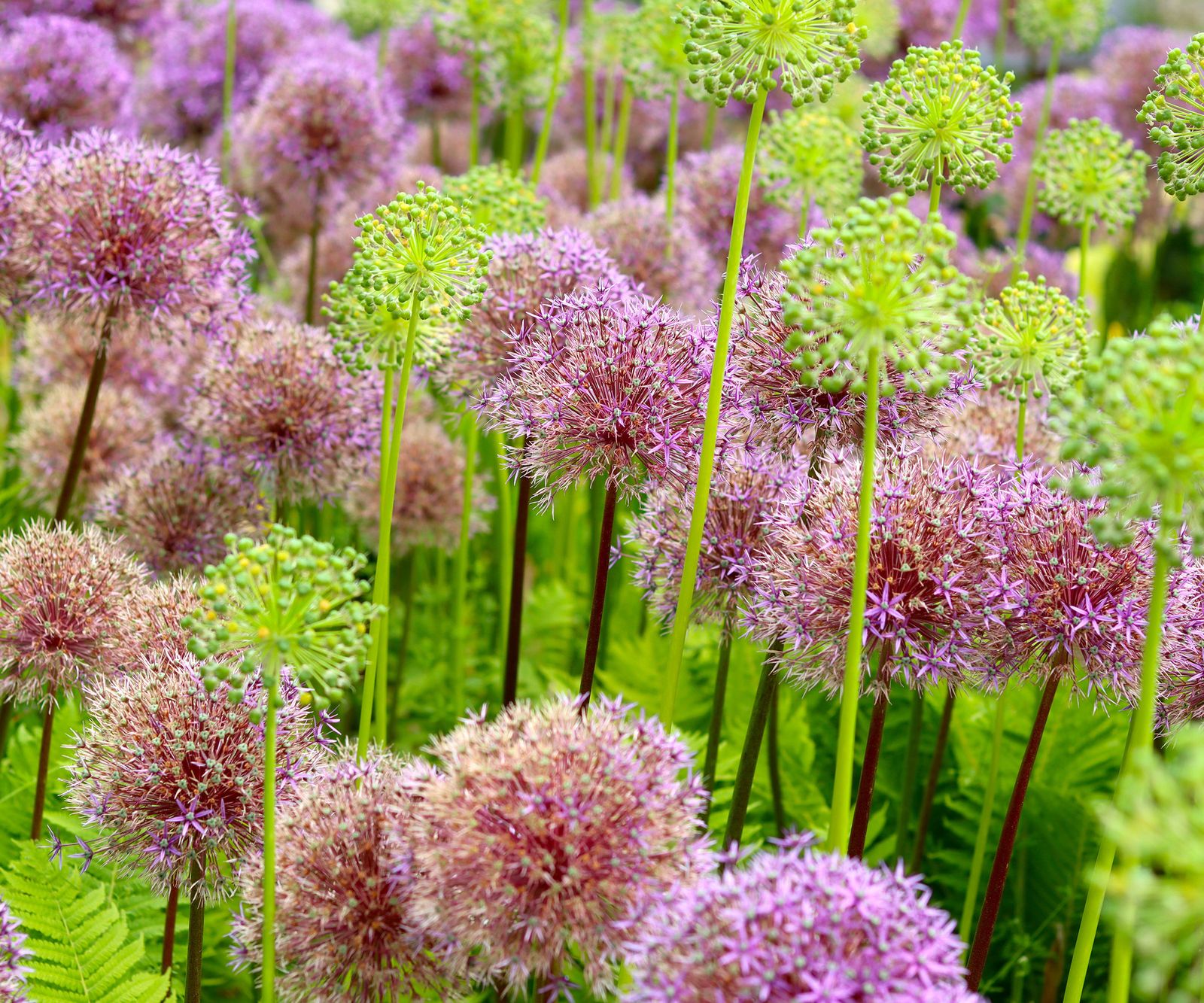 Futuristic Plants For The Garden Of Tomorrow | Gardening Know How