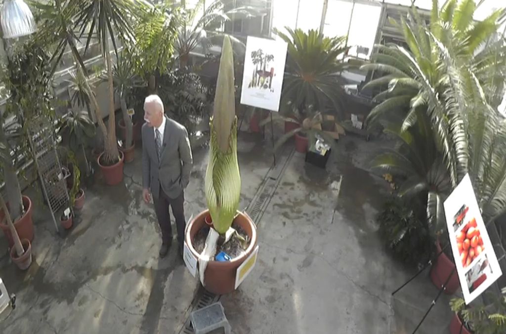 Smelly Corpse Flower Set to Bloom | Live Science