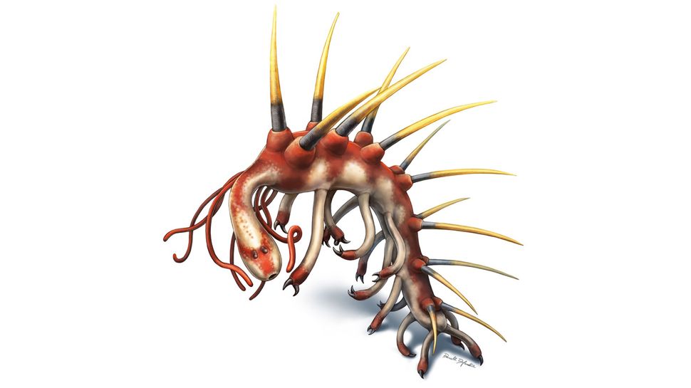 Why Do Cambrian Creatures Look So Weird? | Live Science