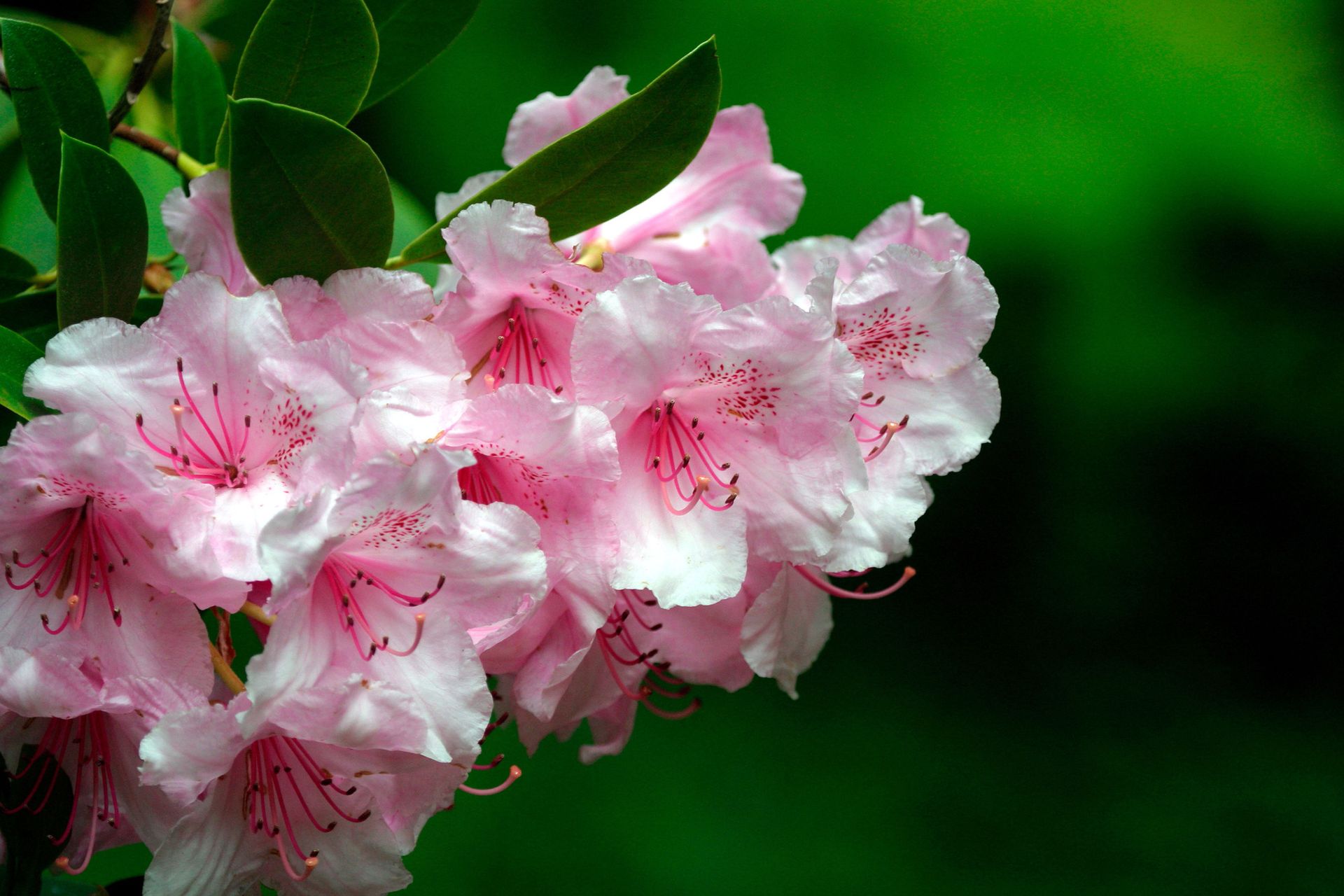 Privacy bushes are the secret to blocking out nosy neighbors | Livingetc