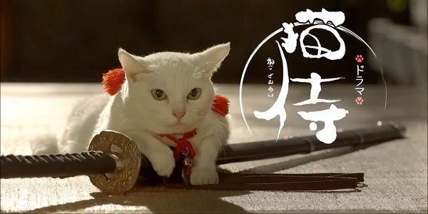 People Are Going Nuts Over A TV Show About A Cat-Loving Samurai ...