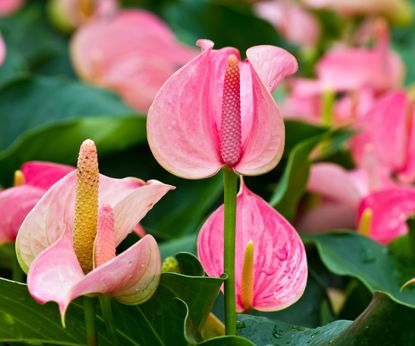 8 Luckiest Lunar New Year Plants For The Year Of The Dragon | Gardening ...