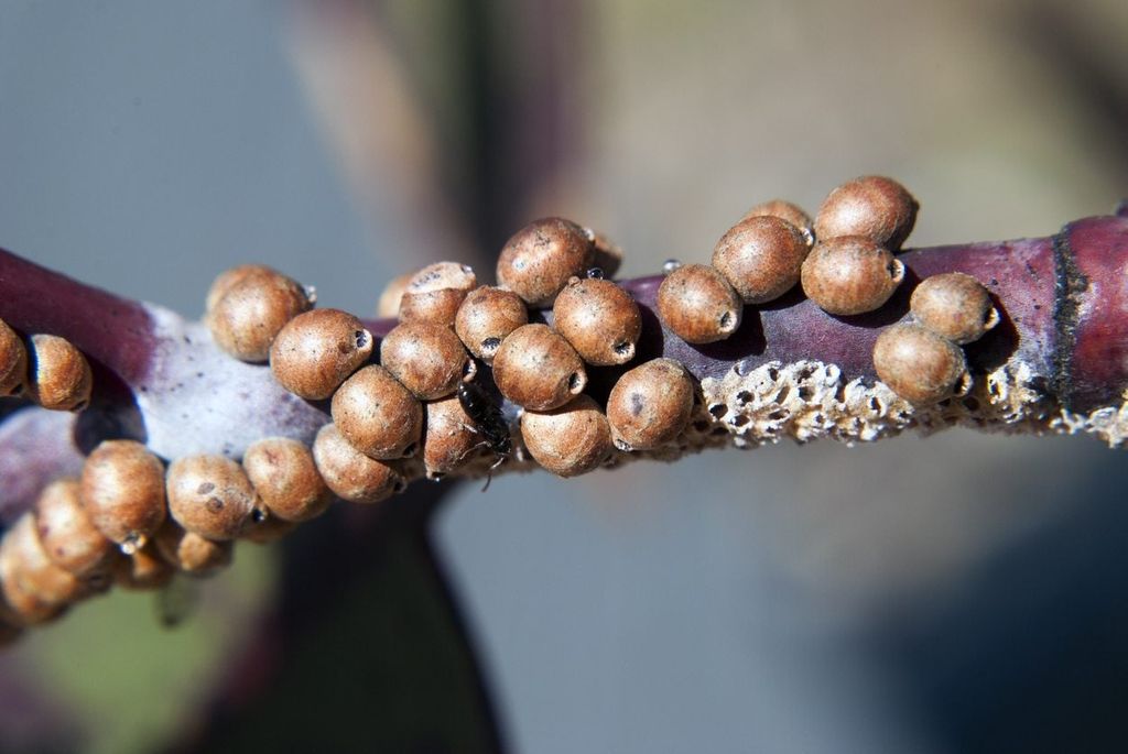 Signs Of Armored Scale On Plants - How To Get Rid Of Armored Scale ...