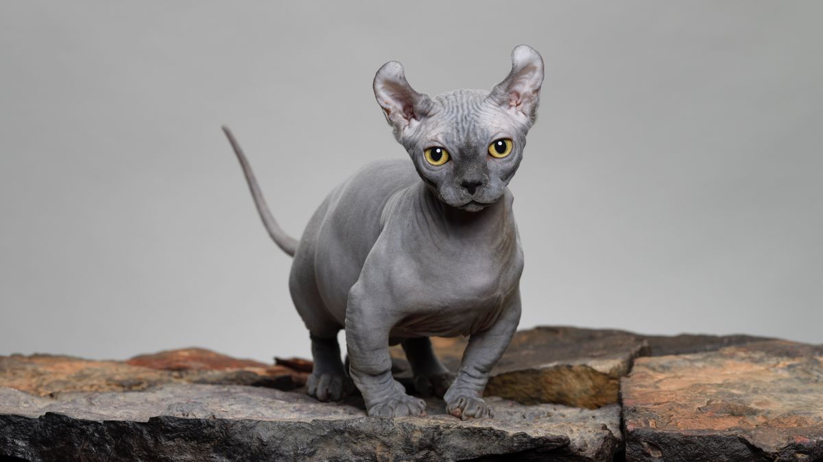 Hybrid cat breeds – and a few unusual breed mixes | PetsRadar