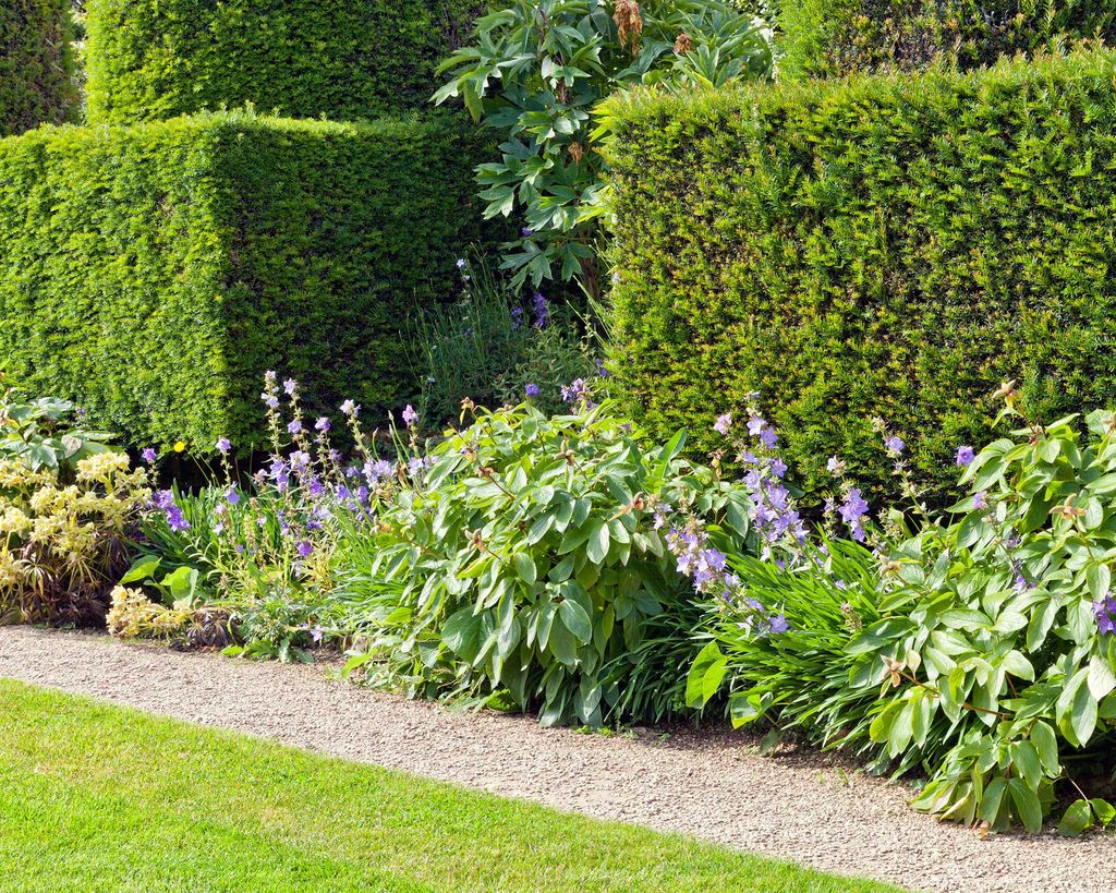 Pruning yews: top tips for getting yours in shape | Gardeningetc