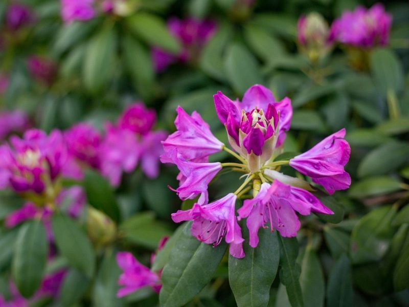 All About Rhododendron | Gardening Know How | Gardening Know How