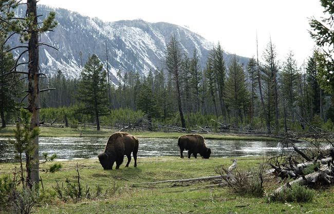 Bringing Back Bison: Returning an American Icon to the Wild | Live Science