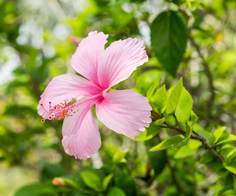 Grow These 10 Full Sun Hummingbird Plants For Happy Hummers | Gardening ...