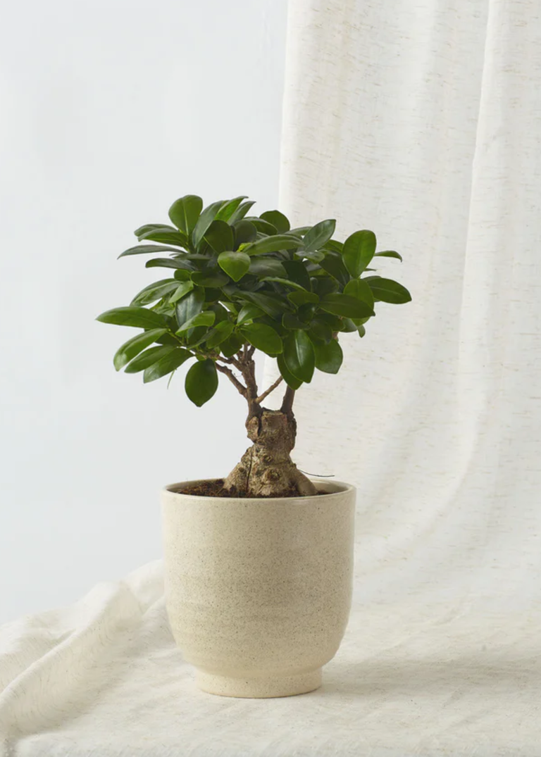 Types of Bonsai Trees — 6 Varieties That Elevate a Home | Livingetc
