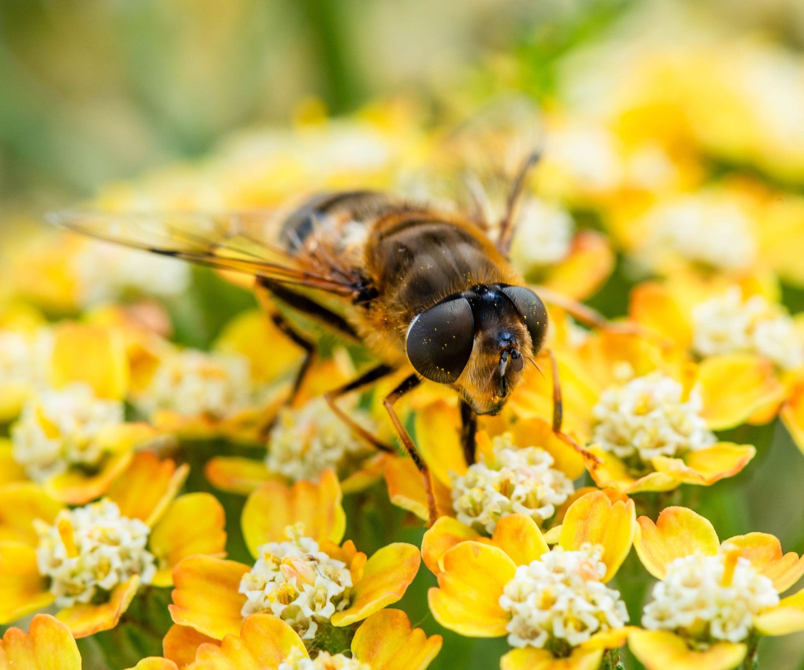 Best Nectar-Producing Plants For Honey Bees And Other Pollinators ...