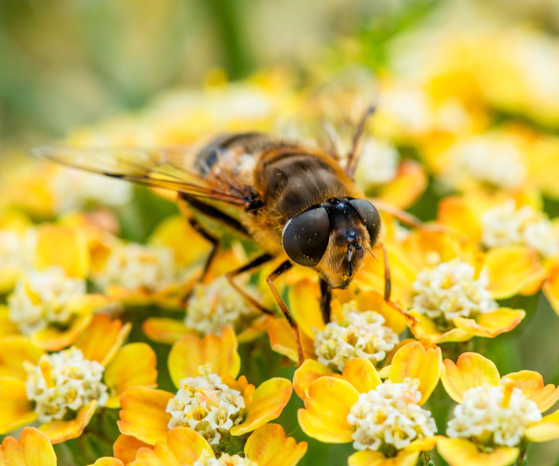 Best Nectar-Producing Plants For Honey Bees And Other Pollinators ...