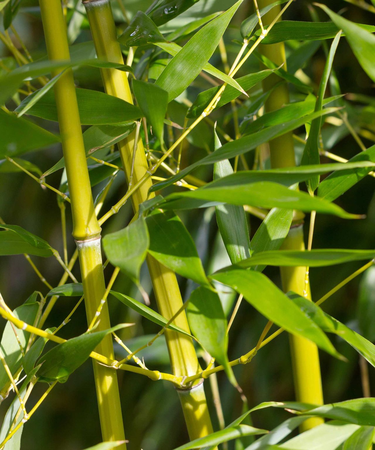 Bamboo care and growing guide: expert tips | Homes and Gardens
