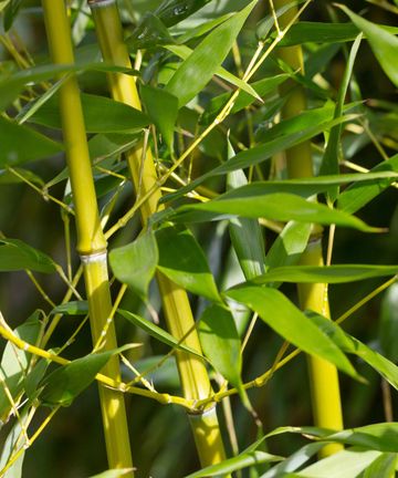 Bamboo care and growing guide: expert tips | Homes and Gardens