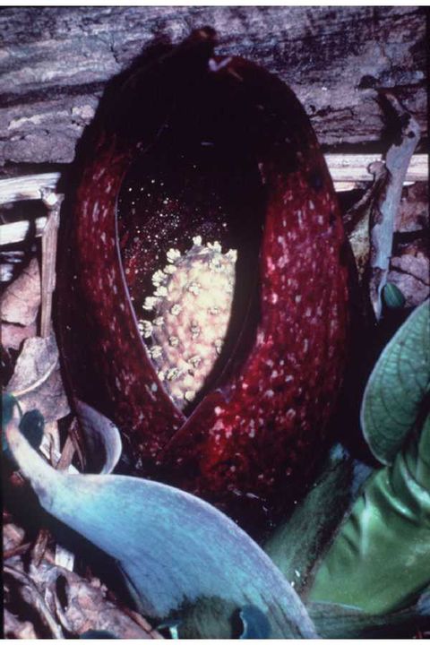 Image Gallery: Hold Your Nose! Smelly Flowers Wow Your Eyes | Live Science