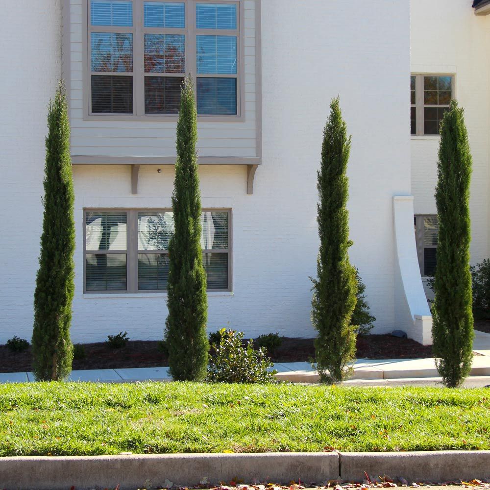 What are the best privacy trees for small backyards? | Livingetc