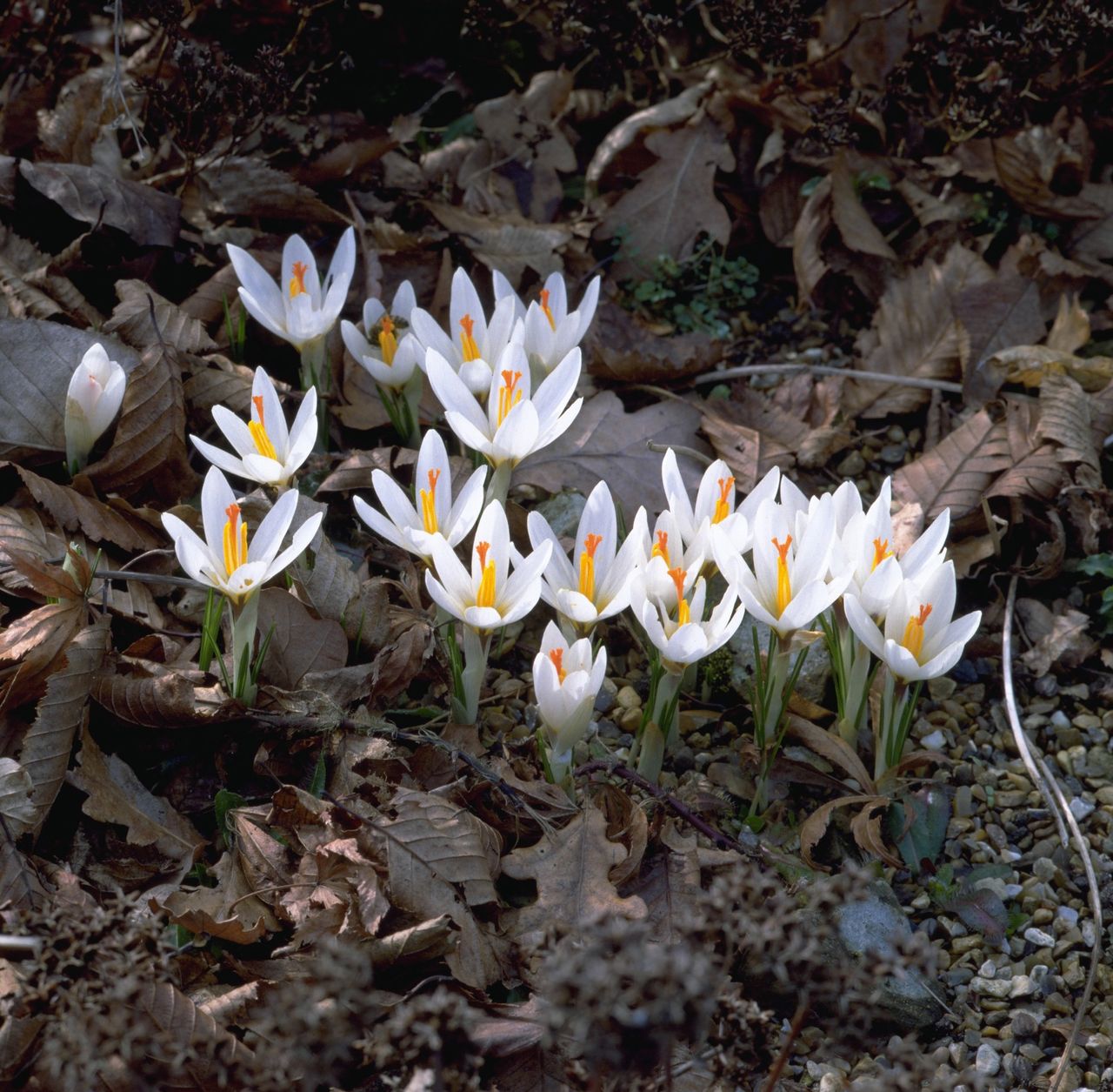 Planting bulbs: follow our top tips on how to get great results with ...