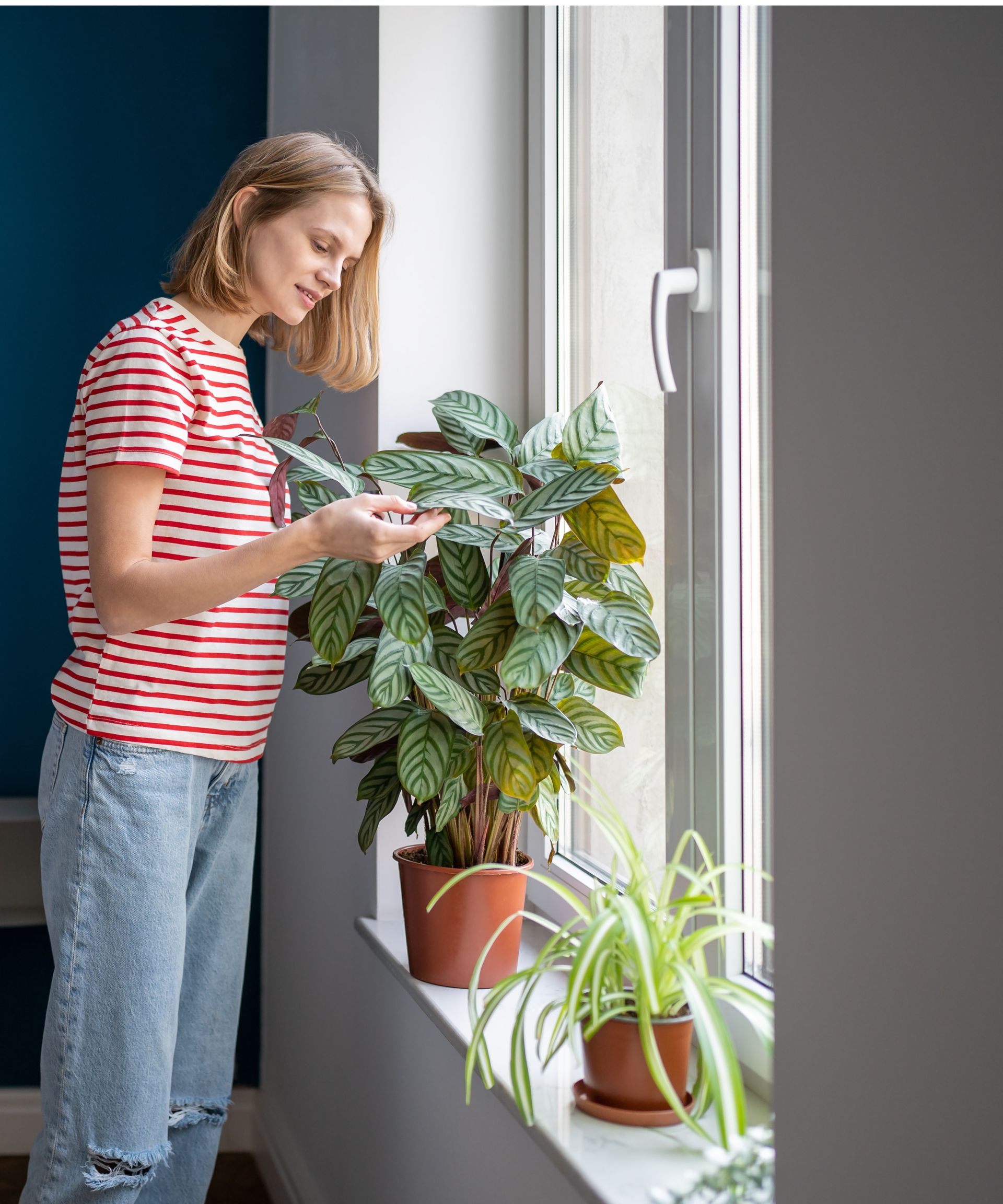 Calathea care guide: 5 expert tips on these fussy plants | Homes and ...
