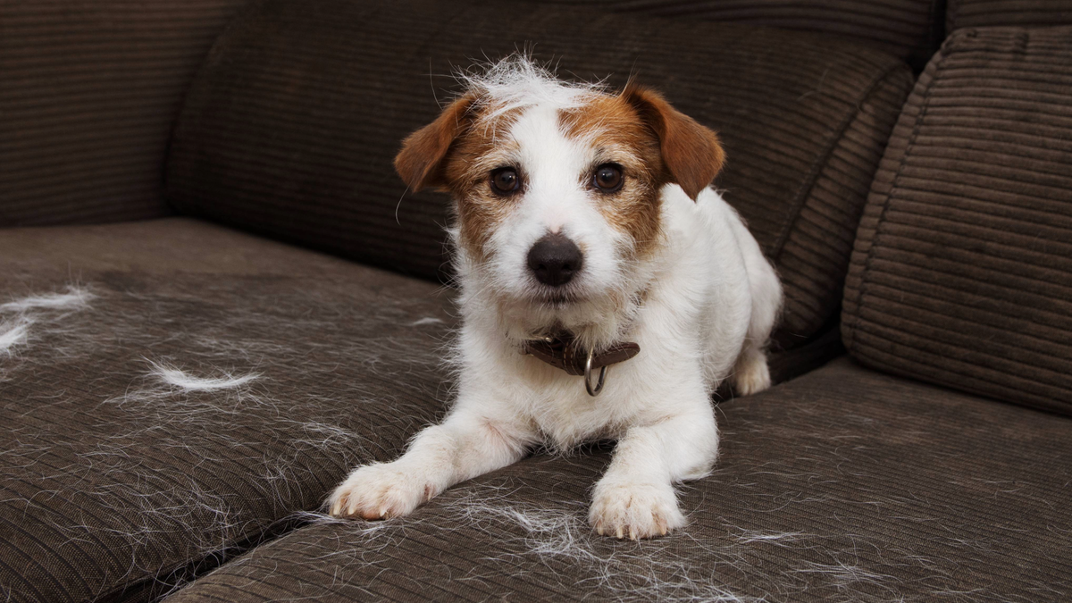 How to control dog shedding: 10 tips | PetsRadar