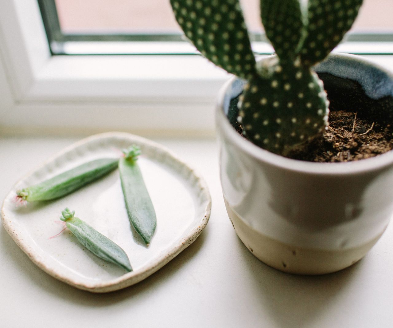 How to grow cactus from cuttings: 4 steps for free plants | Homes and Gardens