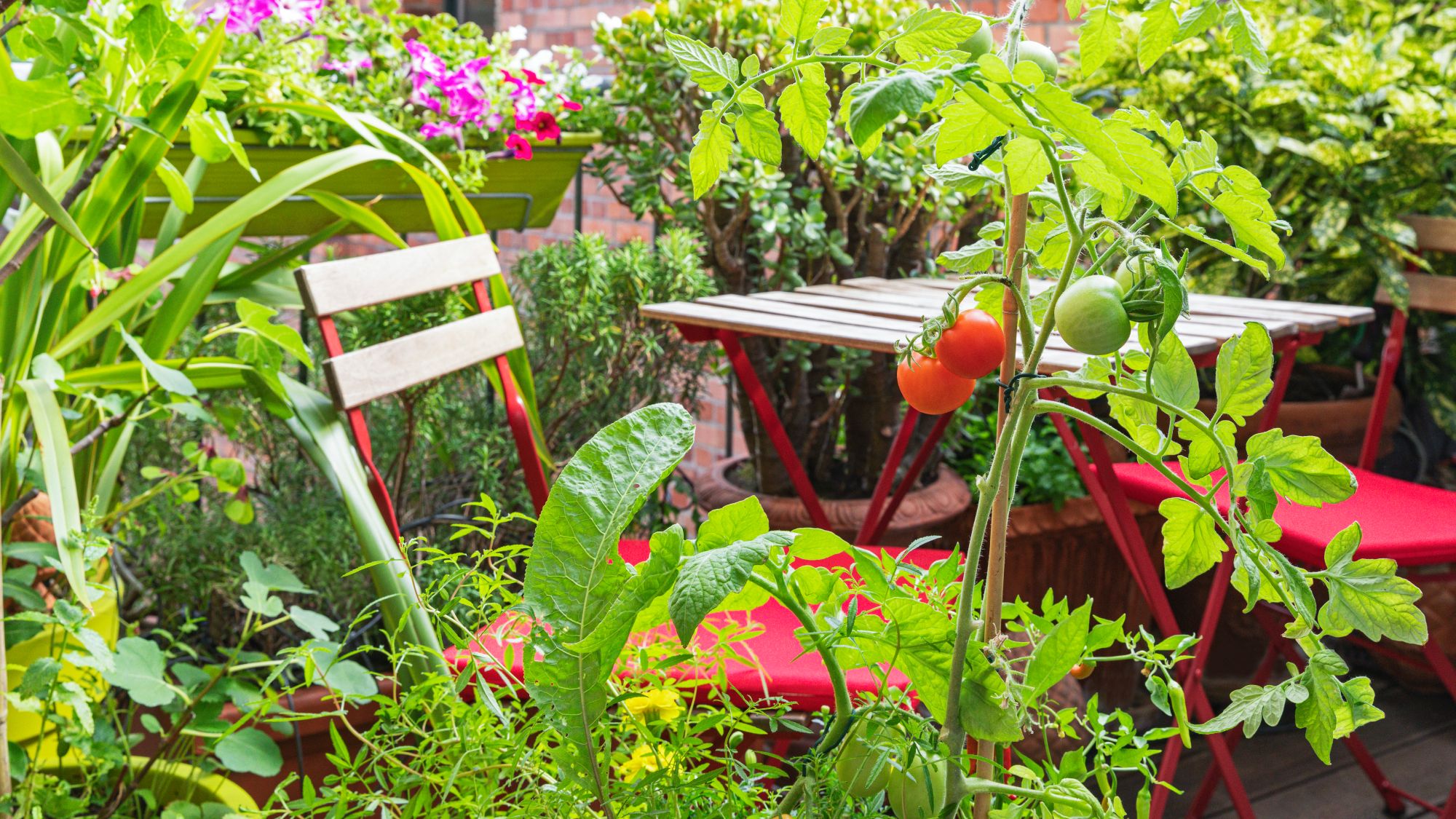 10 Best Small Space Veggies That Thrive in Containers | Gardening Know How