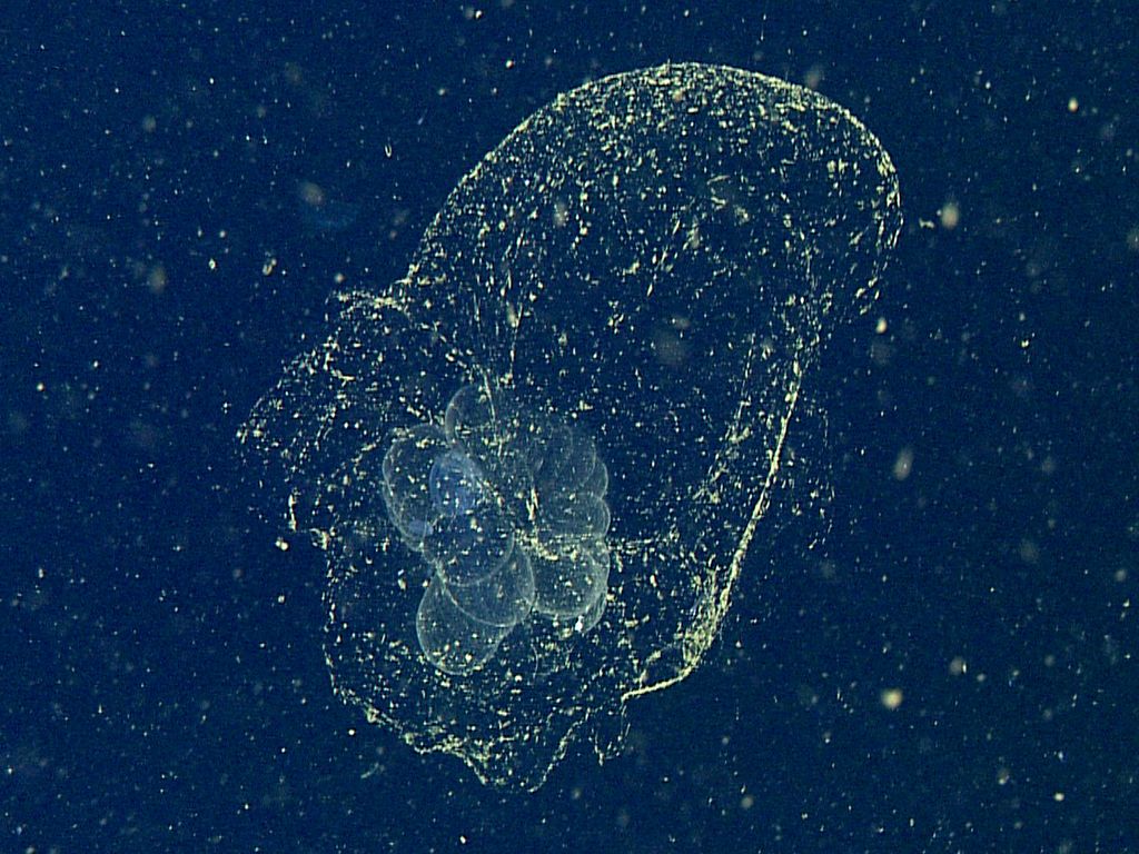 'Mythical' Sea Blob Finally Spotted a Century After Its Discovery ...