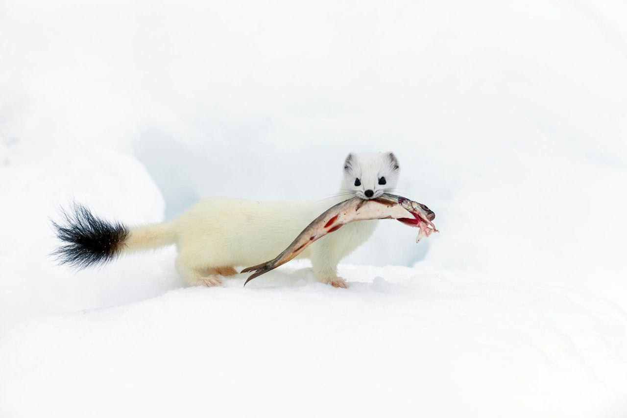 Badgers, weasels, otters, stoats and more: A guide to Britain's ...