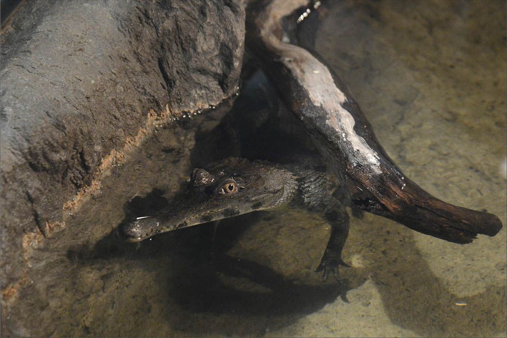 Crocs: Ancient Predators in a Modern World (Photos) | Live Science