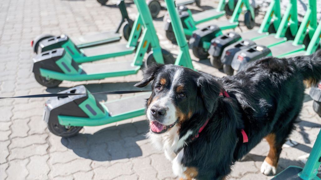 32 everyday fears and phobias in dogs | PetsRadar